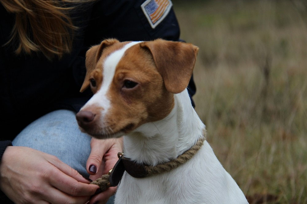 In Deutschland lebende Dansk/Svensk Gardhunde - dansk svensk gardhund ...