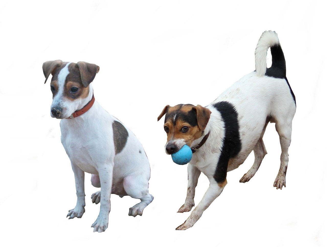 Dansk Svensk Gardhund - dansk svensk gardhund welpen Züchter Danskie ...