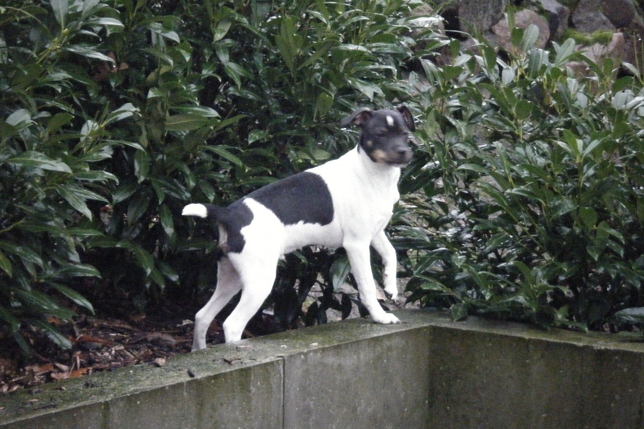 In Deutschland lebende Dansk/Svensk Gardhunde - dansk svensk gardhund ...