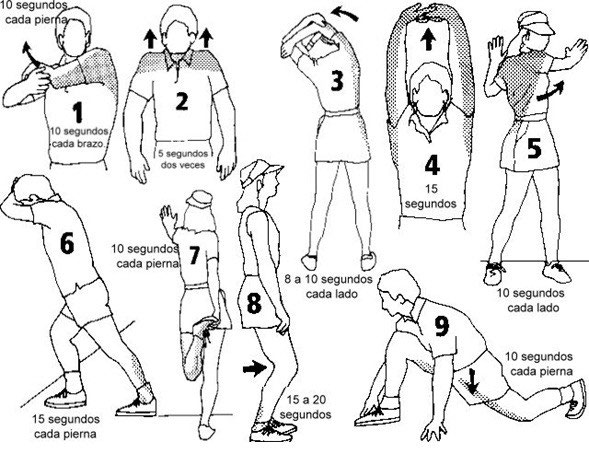 Elongación muscular - Página Jimdo de theplaybook