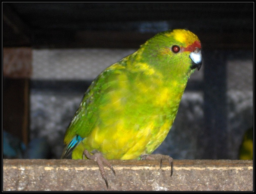 Groß-Sittiche - eichholzsaenger-luethorsts Jimdo-Page!