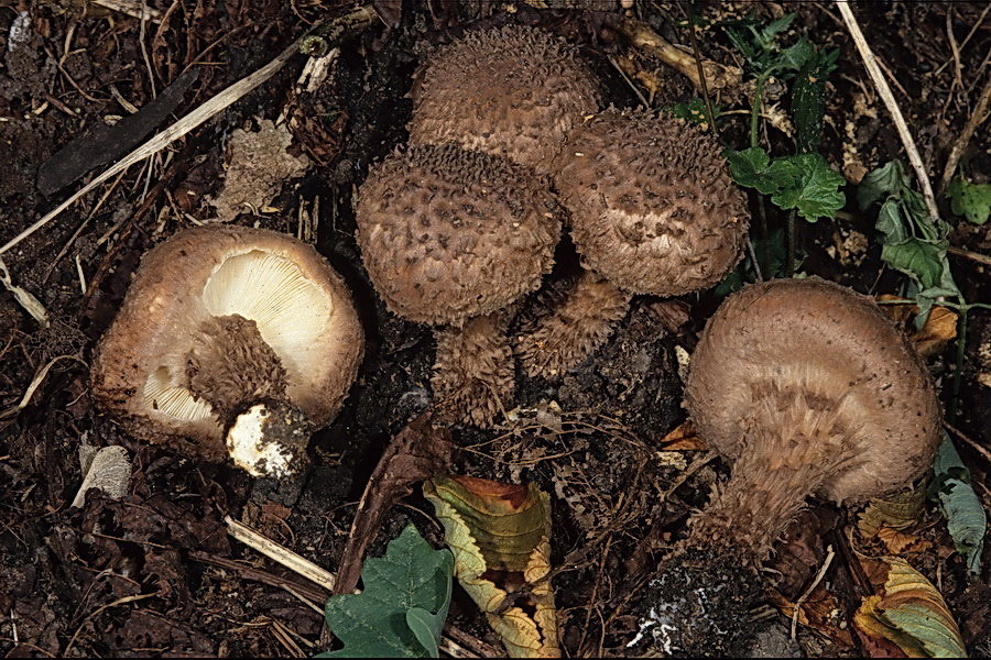 Beschreibung: Agaricales Blätterpilze Hellsporer - Fredis Pilzseite