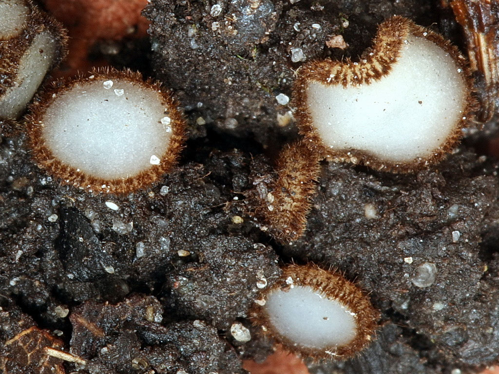 Trichophaea woolhopeia Woolhopscher Borstling - Fredis Pilzseite