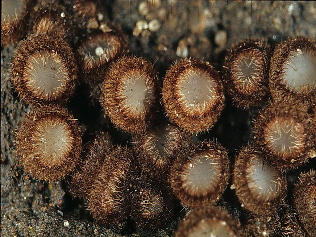 Trichophaea woolhopeia Woolhopscher Borstling - Fredis Pilzseite