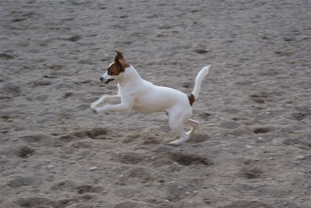 2 Jack Russell vermisst - reitstall-schwarzhoefes Jimdo-Page!