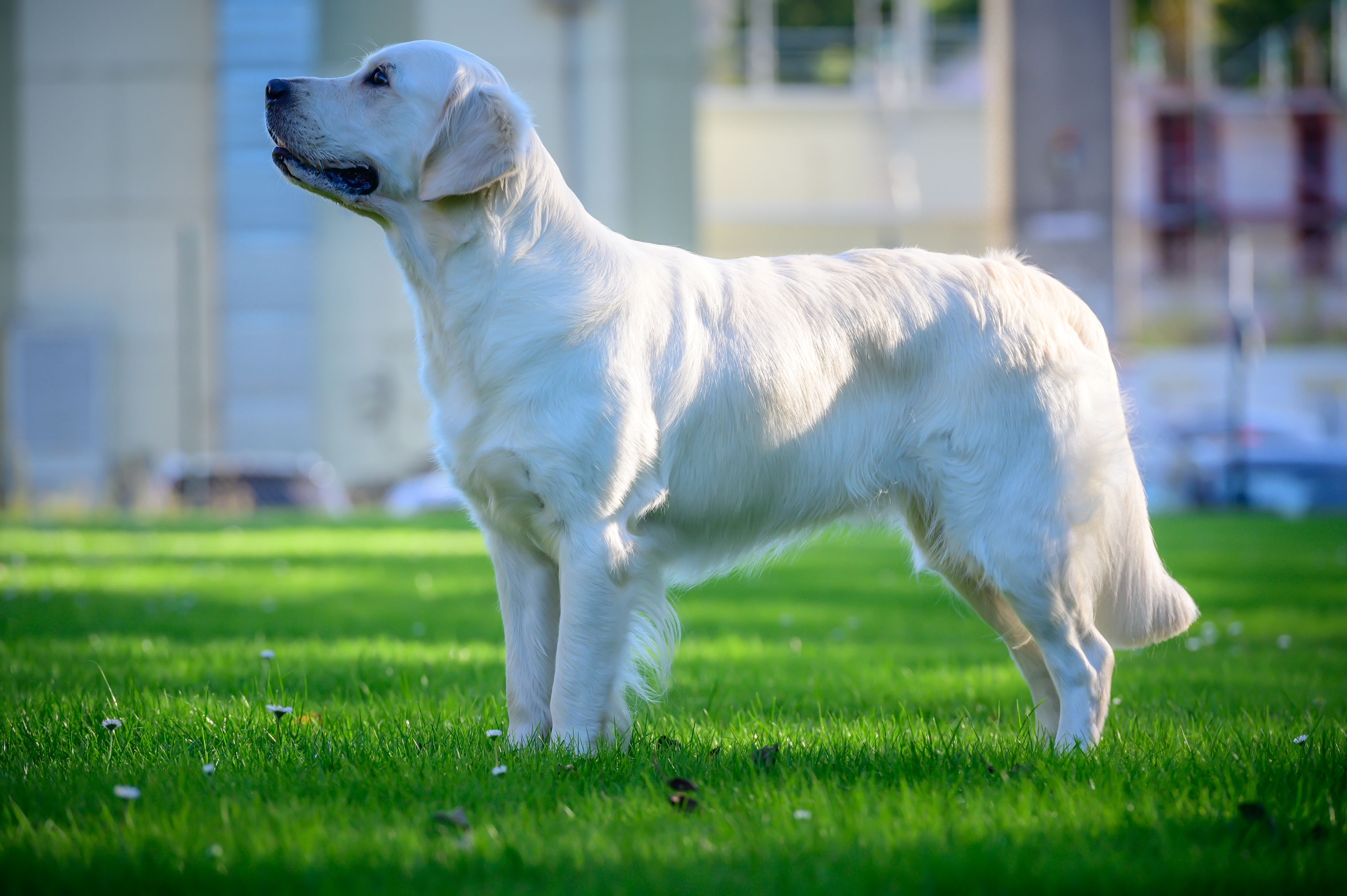 » Unsere Hunde » Aponi - of Finja's Garden