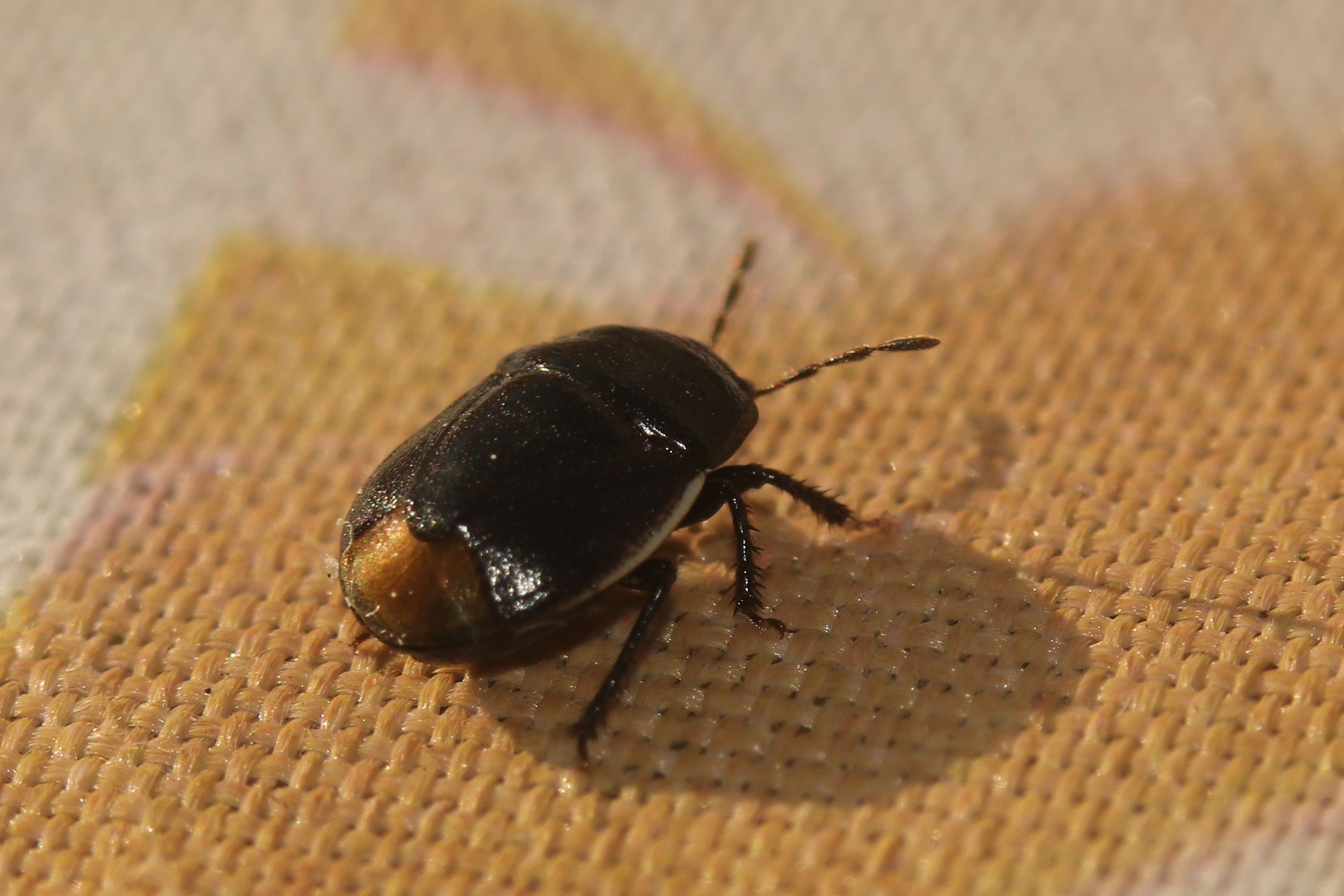 Erdwanzen (Cydnidae) (Sehirus luctuosus) - Insekten und Pflanzen