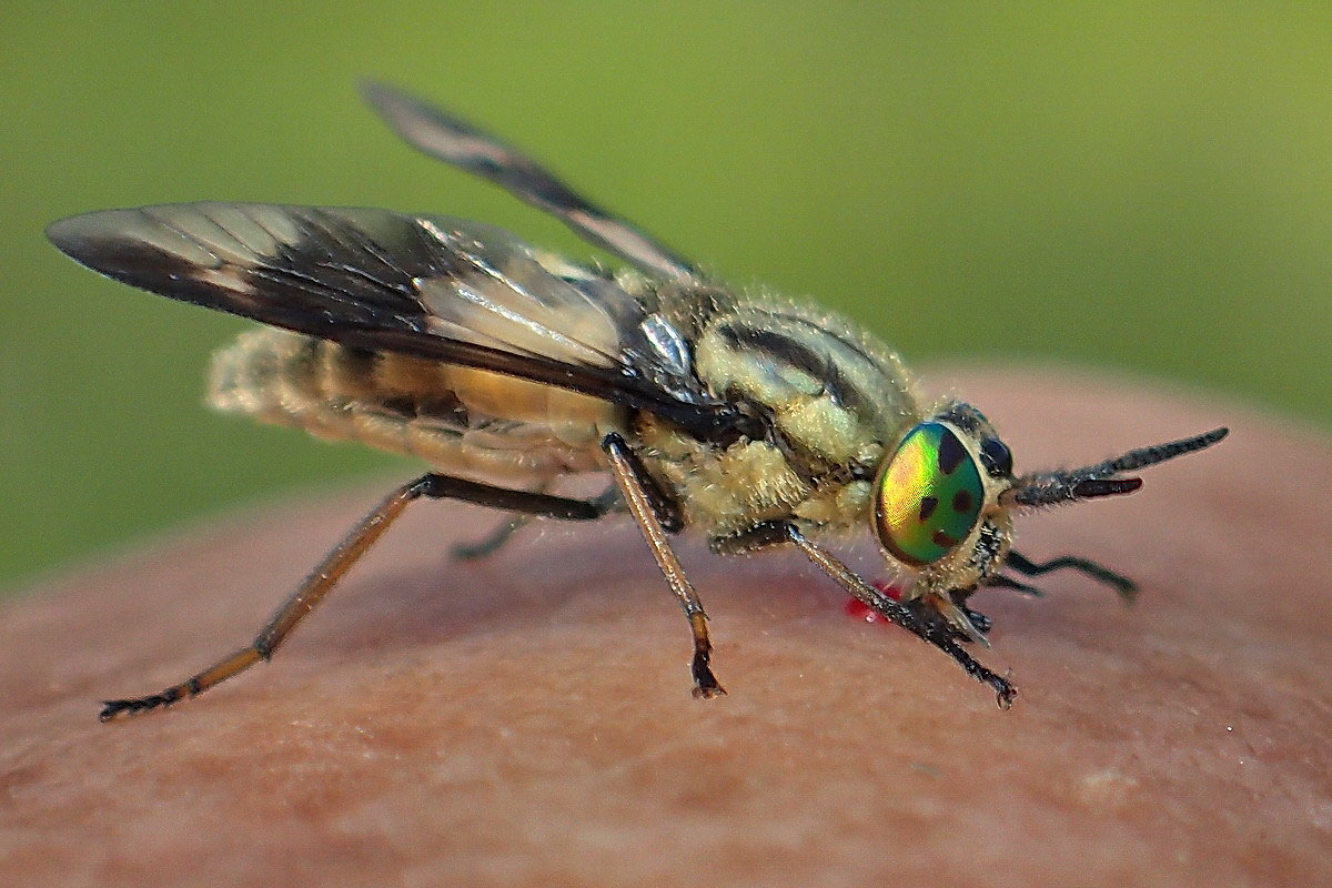 Goldaugenbremse (Chrysops relictus) - Insekten und Pflanzen