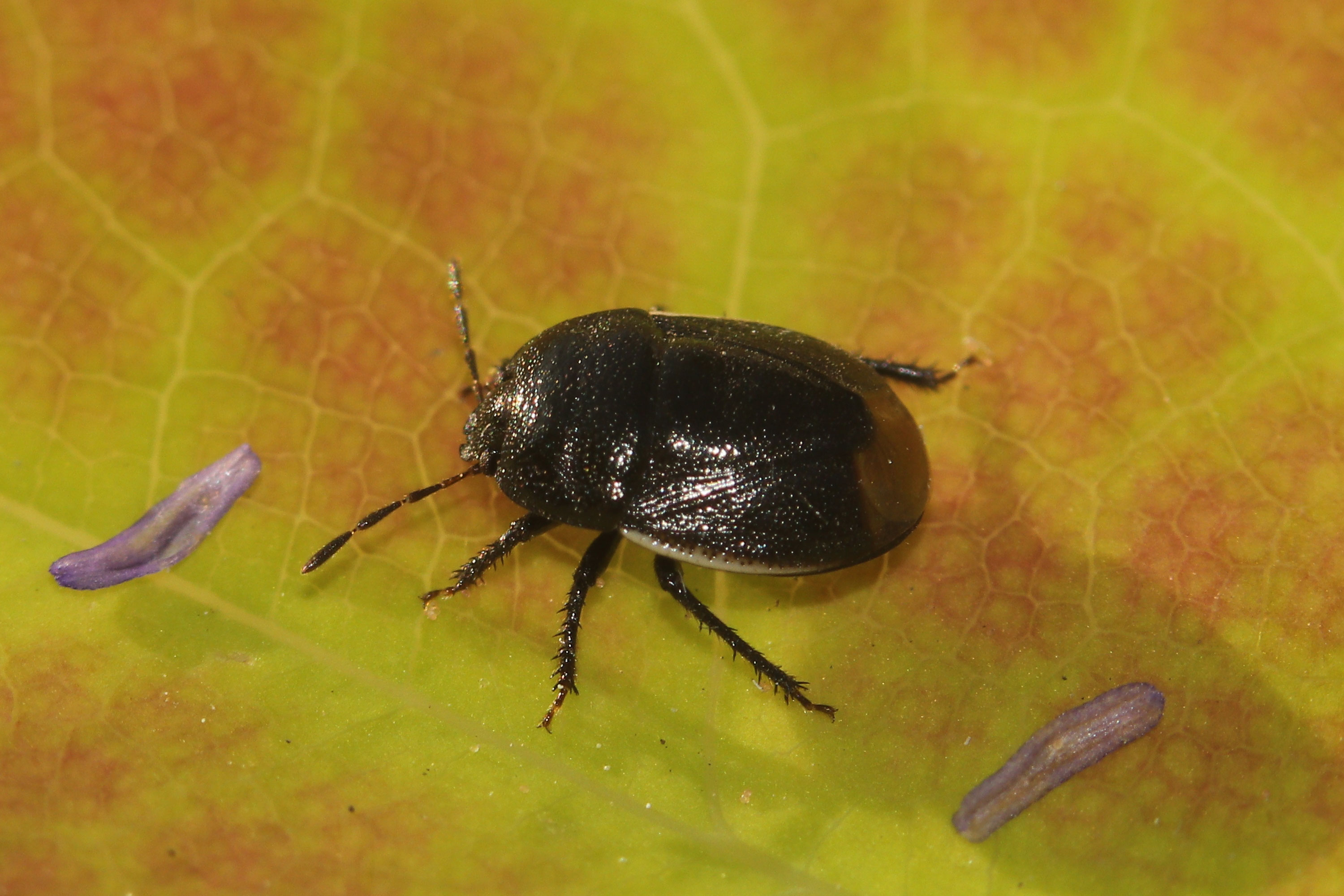 Erdwanzen (Cydnidae) (Sehirus luctuosus) - Insekten und Pflanzen