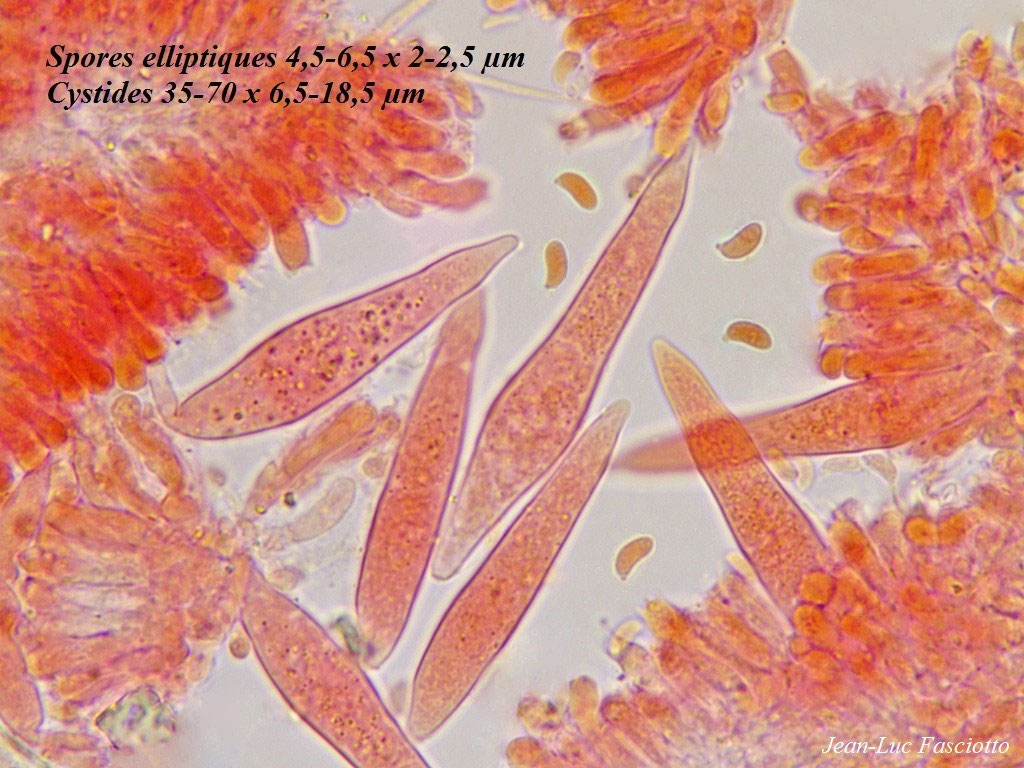 Microscopie et champignons - Identifiez les champignons 2.0