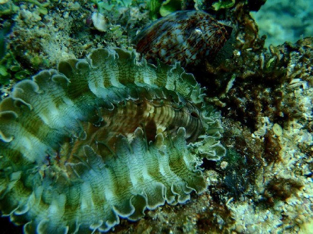 Haliotis In Situ - haliotidaeoftheworld