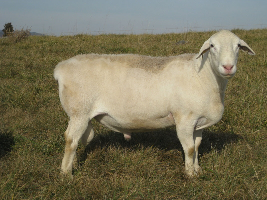 DOP - Dorper White - schafe-ags Webseite!