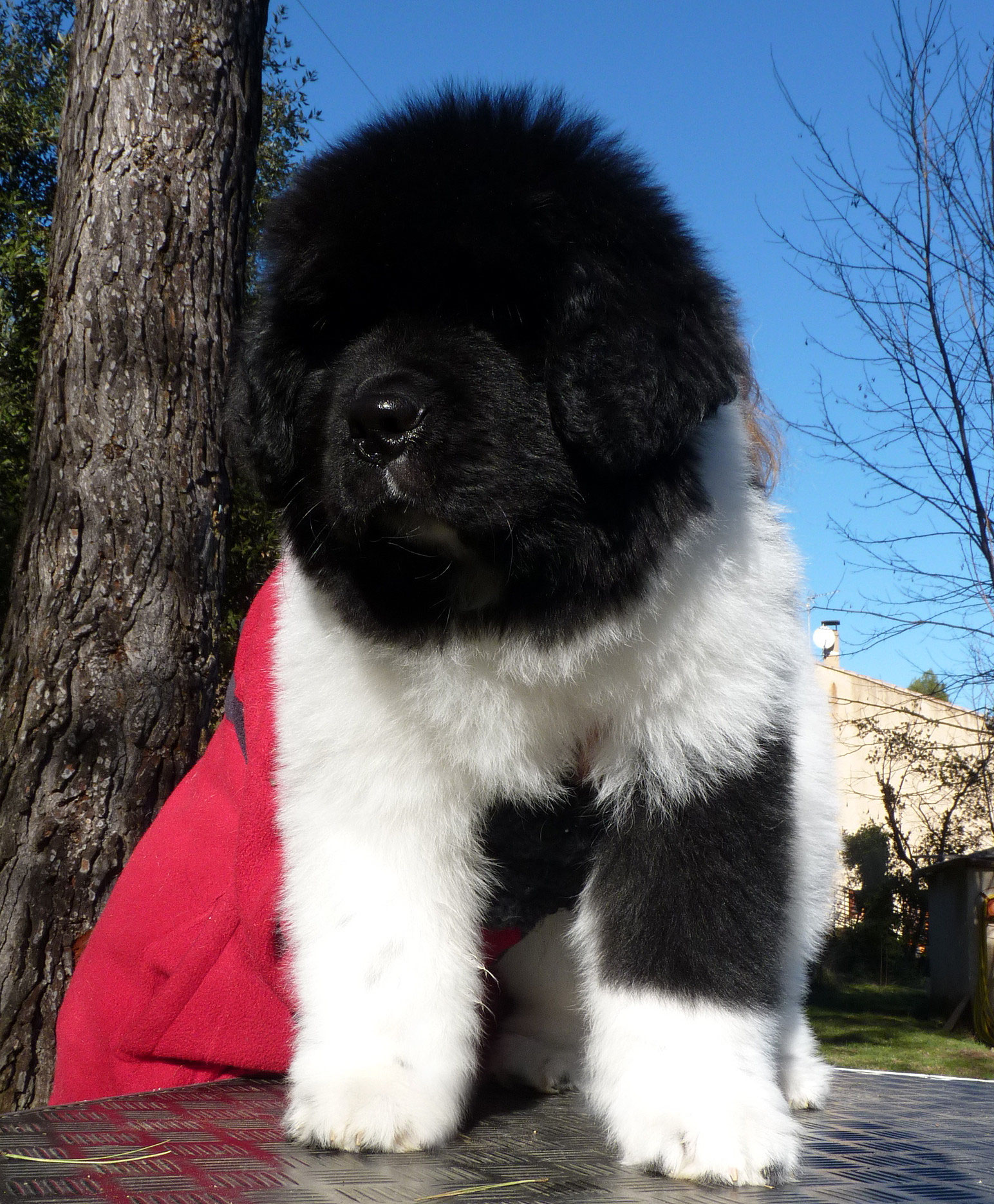 éleveur chiens TERRE NEUVE chiots noirs , noir et blanc VAR PACA ...