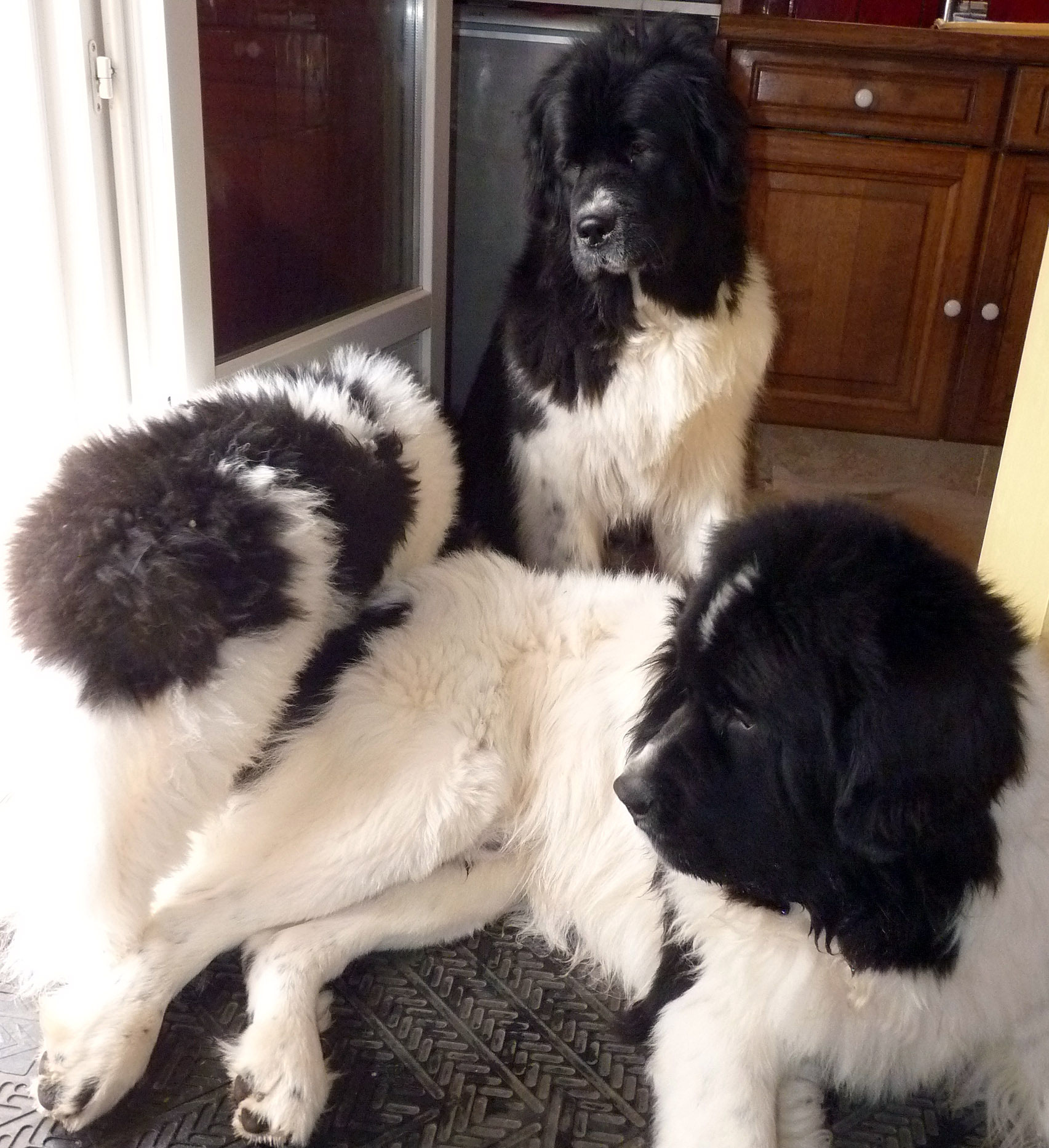 éleveur chiens TERRE NEUVE chiots noirs , noir et blanc VAR PACA ...