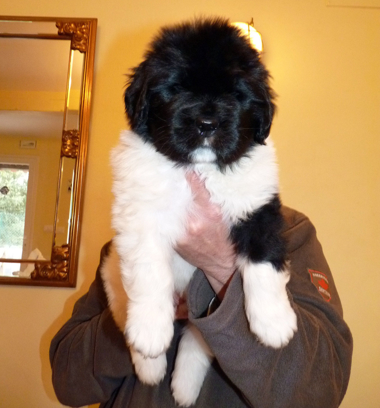 éleveur chiens TERRE NEUVE chiots noirs , noir et blanc VAR PACA ...