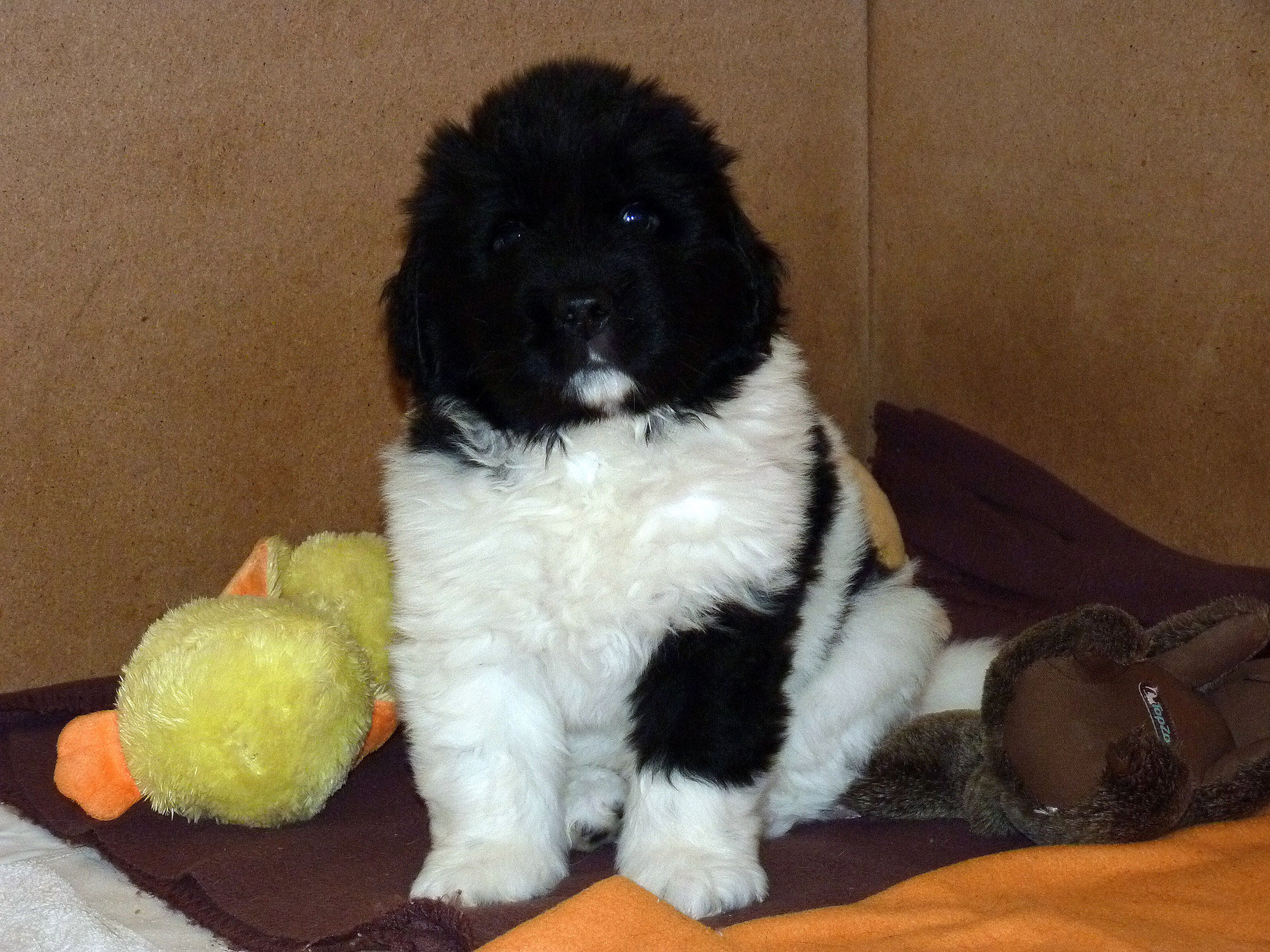 éleveur chiens TERRE NEUVE chiots noirs , noir et blanc VAR PACA ...