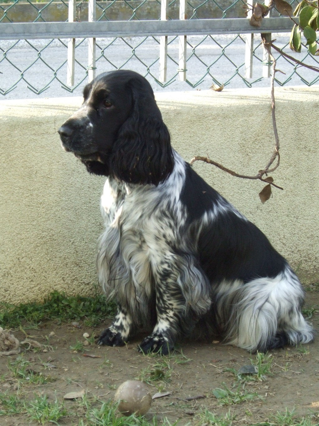 I 18 colori dei cocker - Allevamentocockerdellyllè