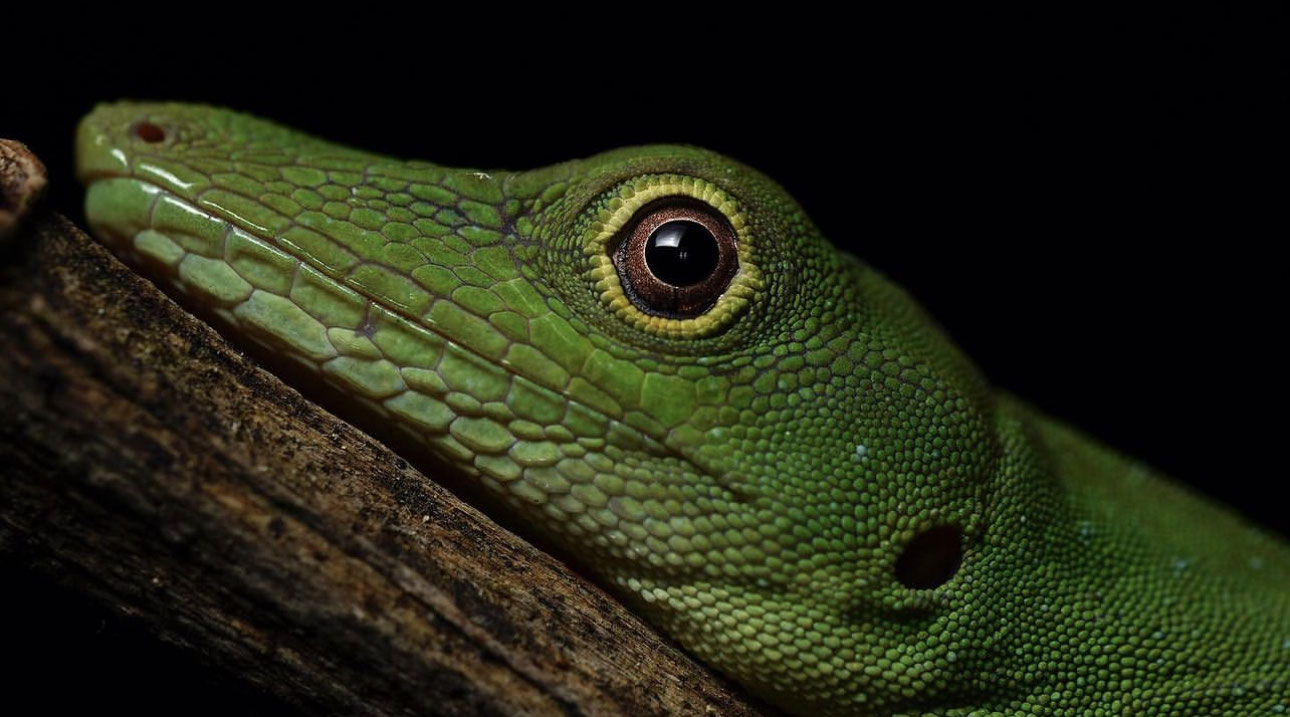 Anolis verde amazonico (Anolis punctatus) - El Rincon del Botanico