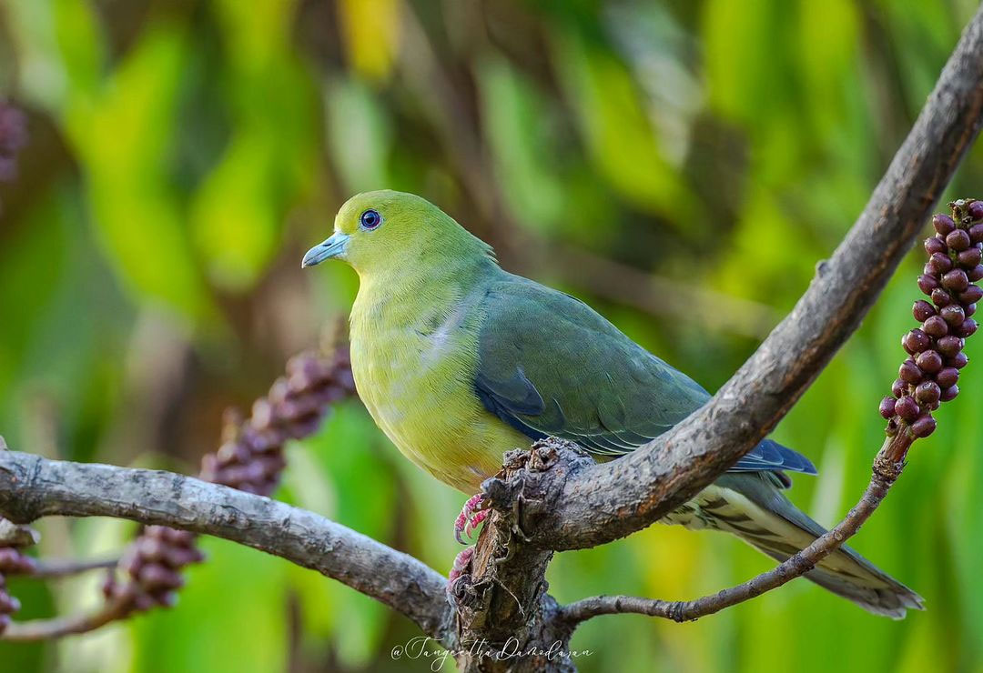 Vinago rabocuña (Treron sphenurus) - El Rincon del Botanico