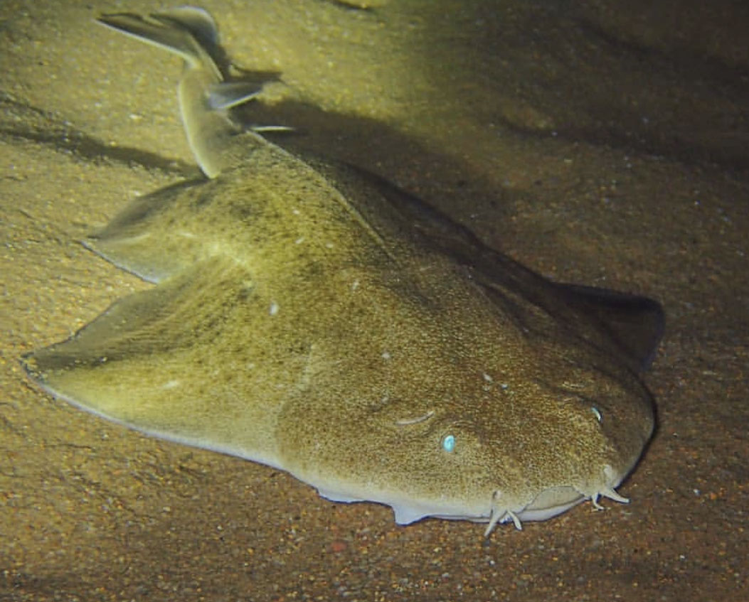 Angelote o tiburon angel (Squatina squatina) - El Rincon del Botanico