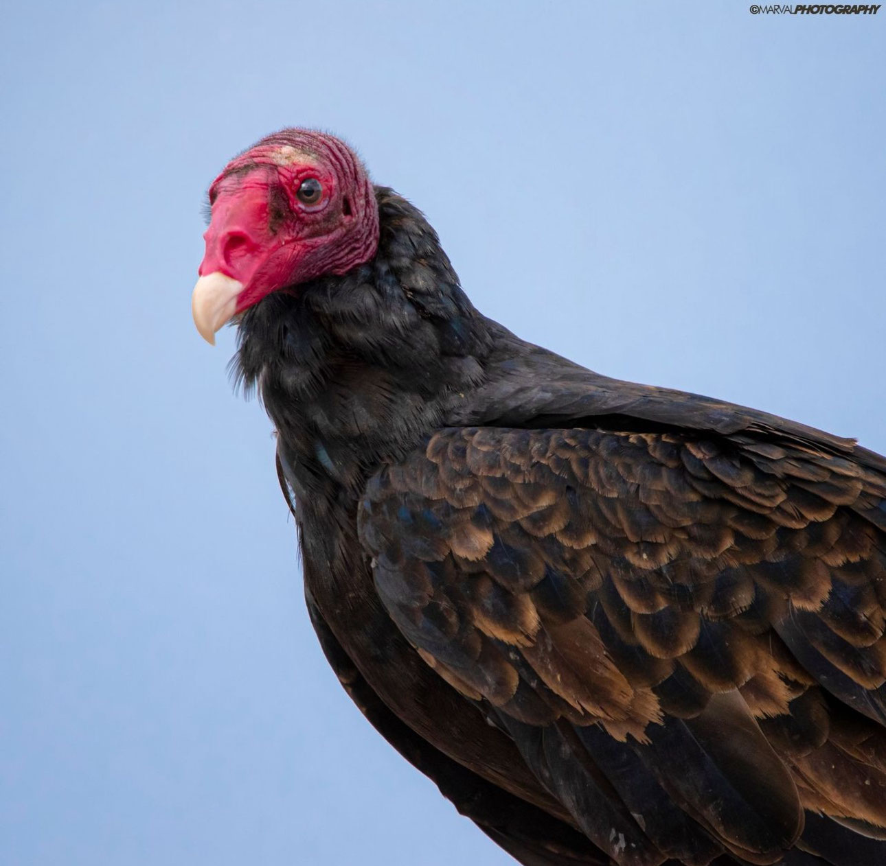 Zopilote aura, buitre americano de cabeza roja o jote de cabeza ...