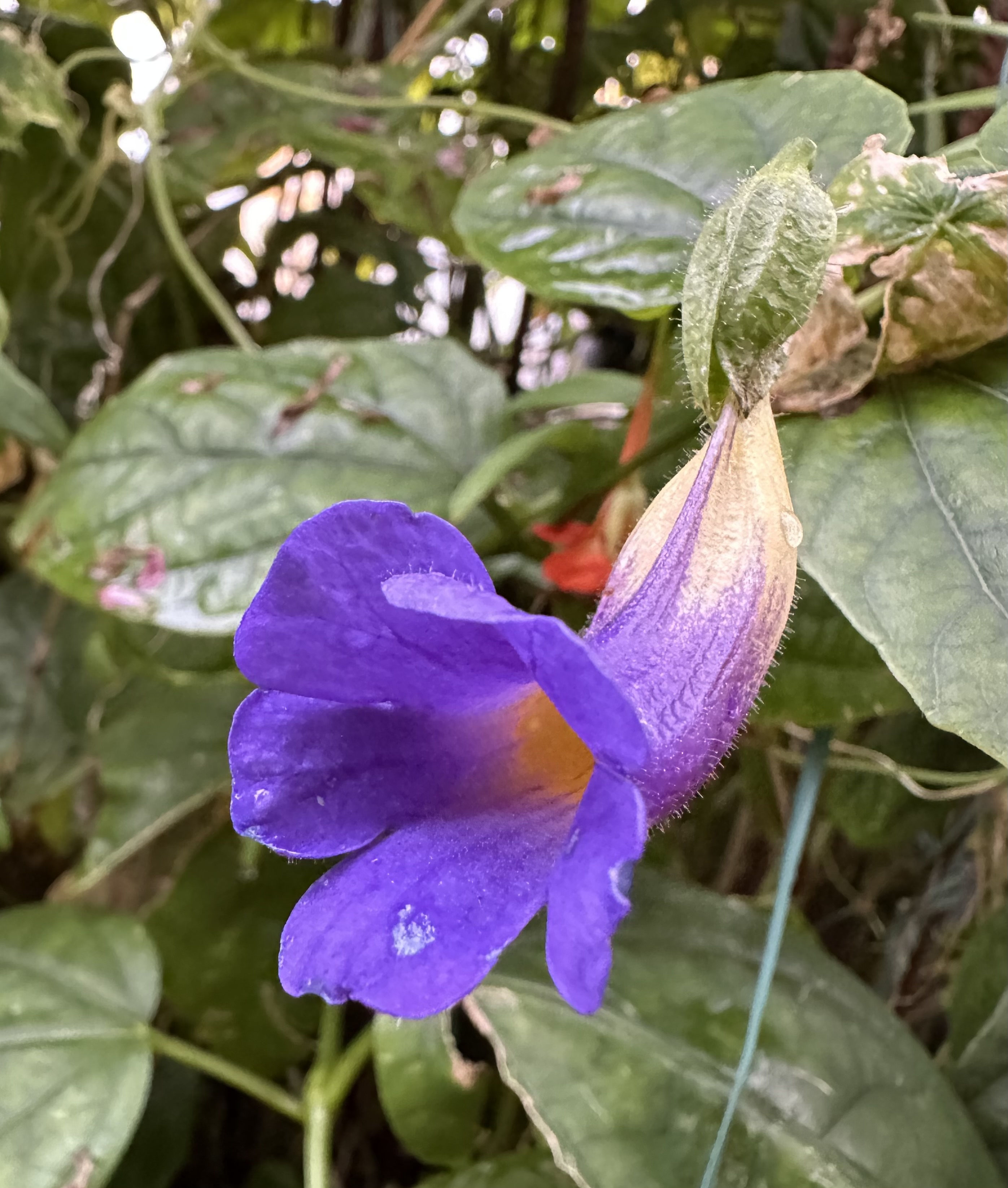 Thunbergia Battiscombei Uberwintern