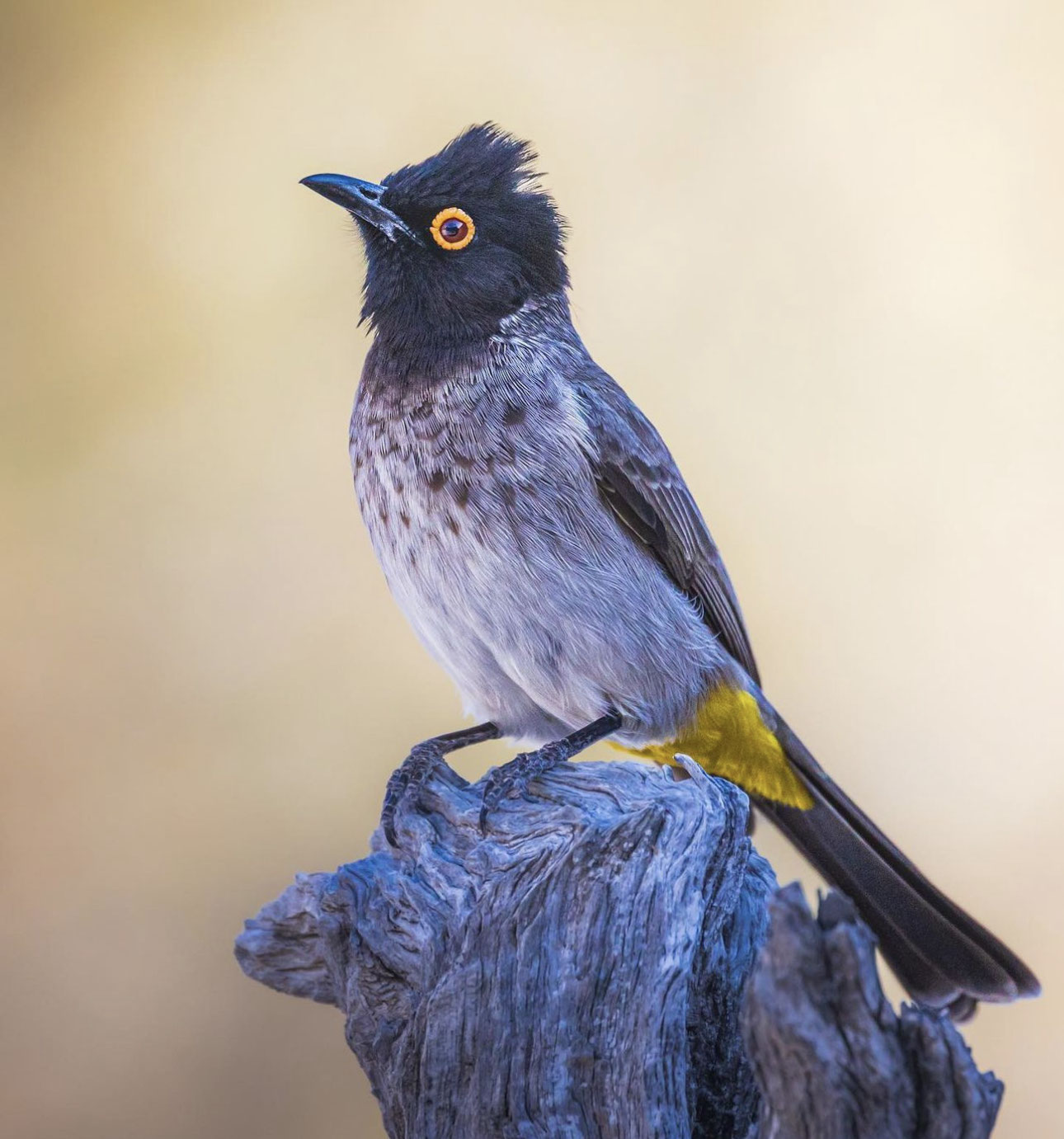 Bulbul encapuchado (Pycnonotus nigricans) - El Rincon del Botanico