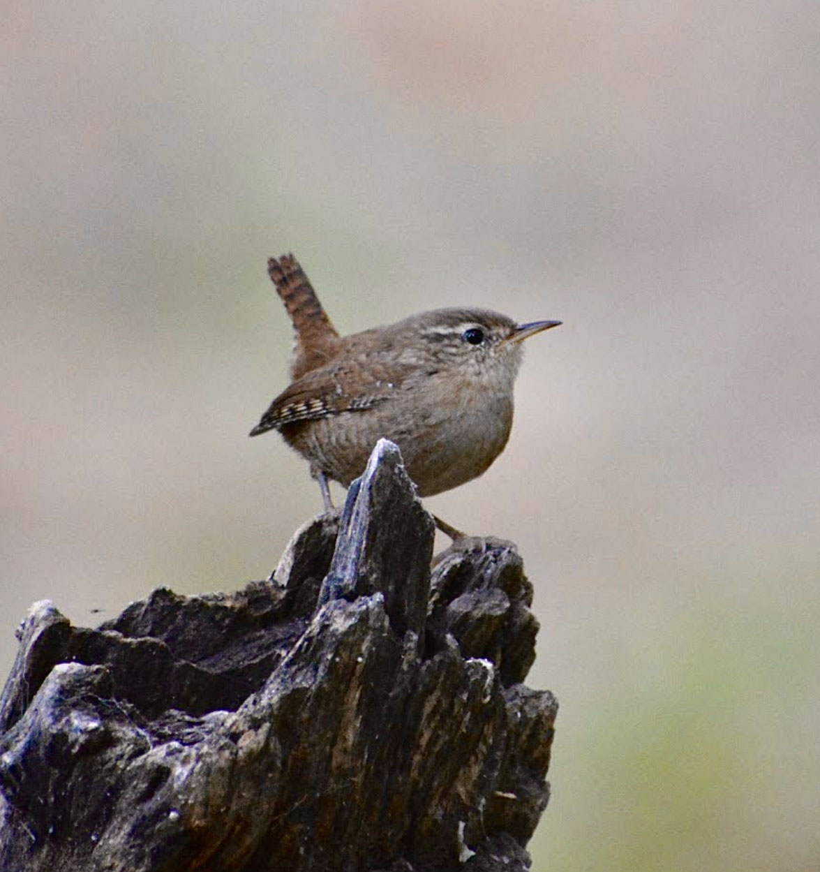 Chochin comun (Troglodytes troglodytes) - El Rincon del Botanico