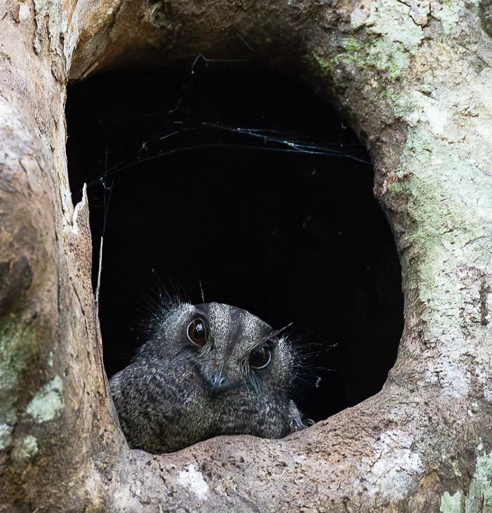 Egotelo barrado (Aegotheles bennettii) - El Rincon del Botanico