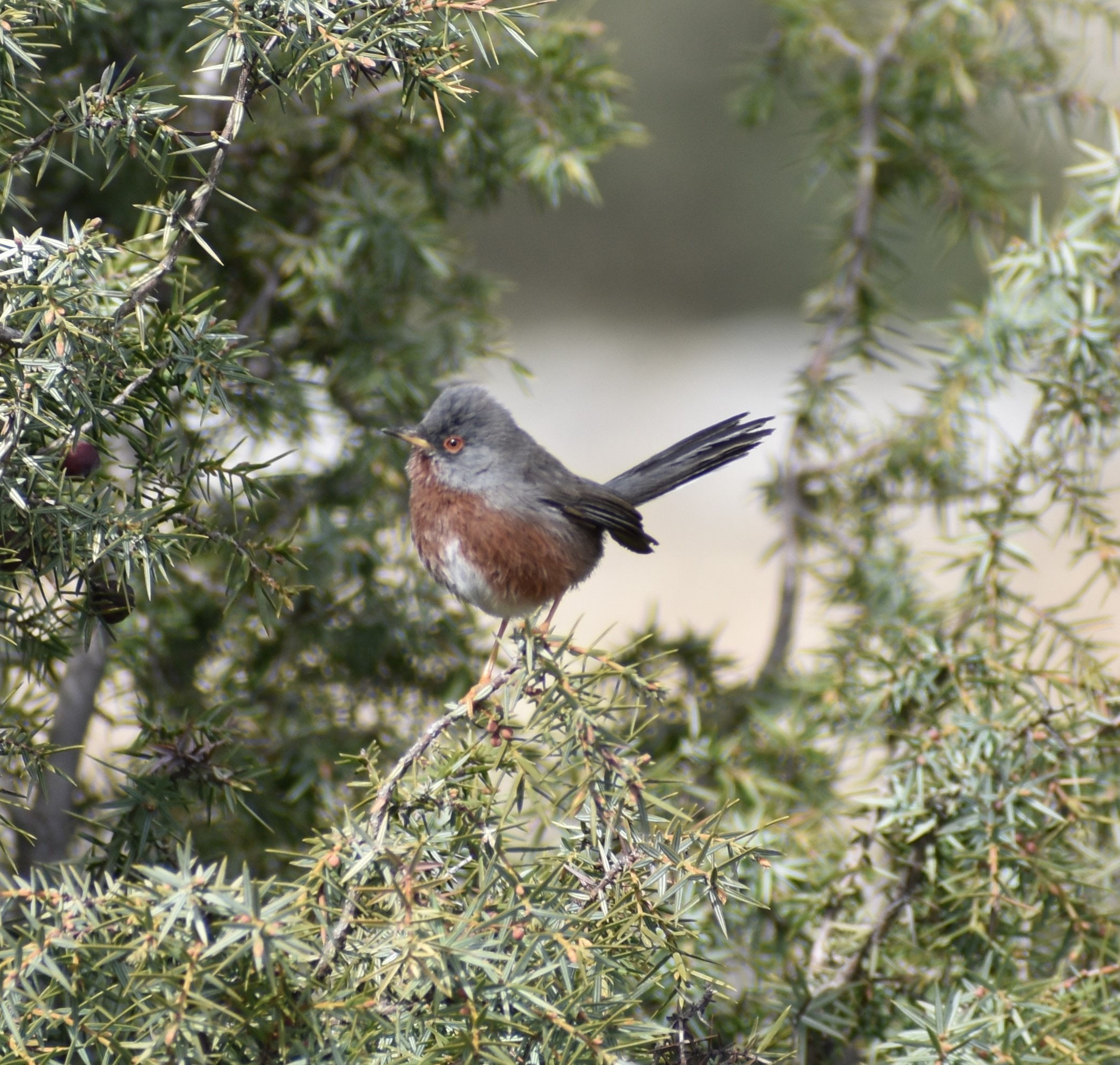 Curruca rabilarga (Sylvia undata) - El Rincon del Botanico
