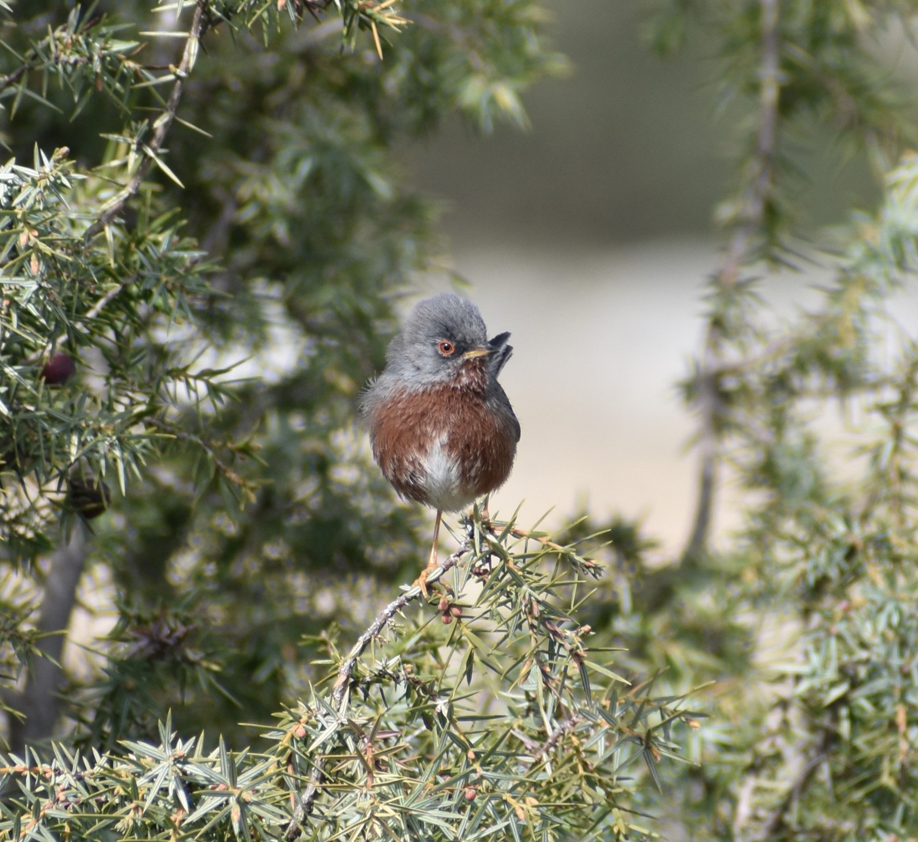 Curruca rabilarga (Sylvia undata) - El Rincon del Botanico