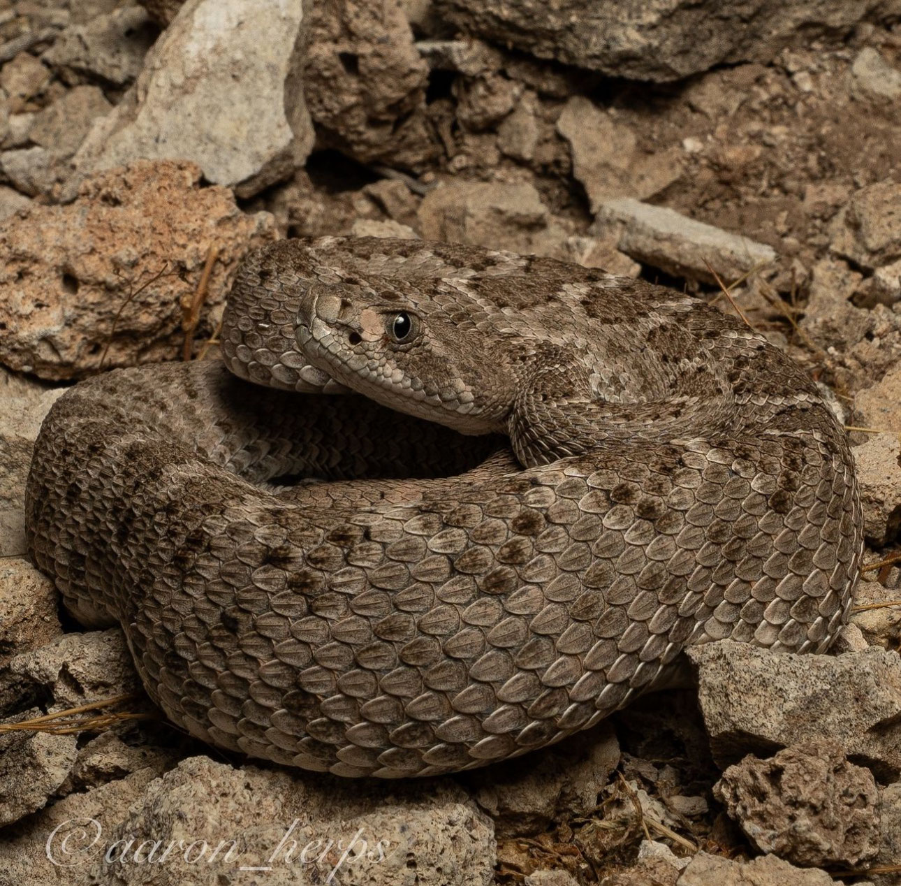Serpiente de cascabel de diamante occidental (Crotalus atrox) - El Rincon del Botanico