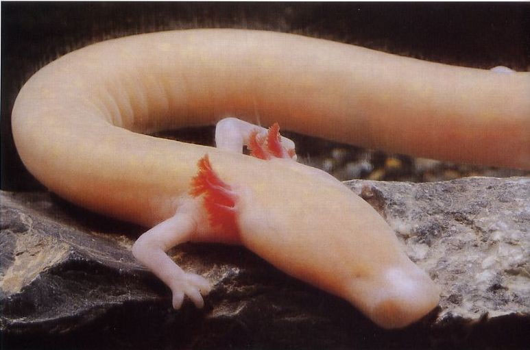 Anémie à hématie falciforme - Site de Mr LITIM