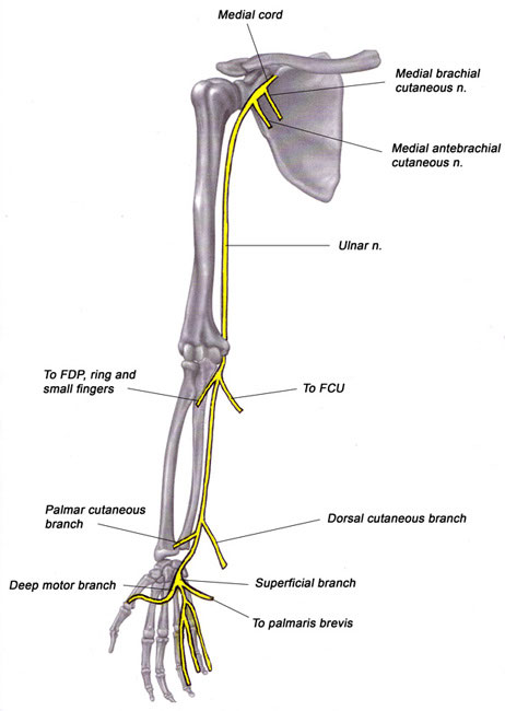 Ulnar nerve - NeurologyNeeds.com