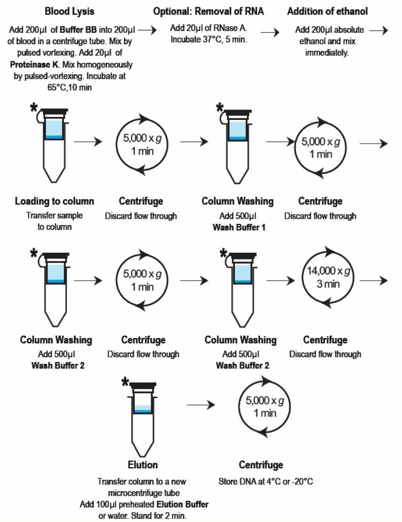 Blood DNA Purification - GeneON BioScience