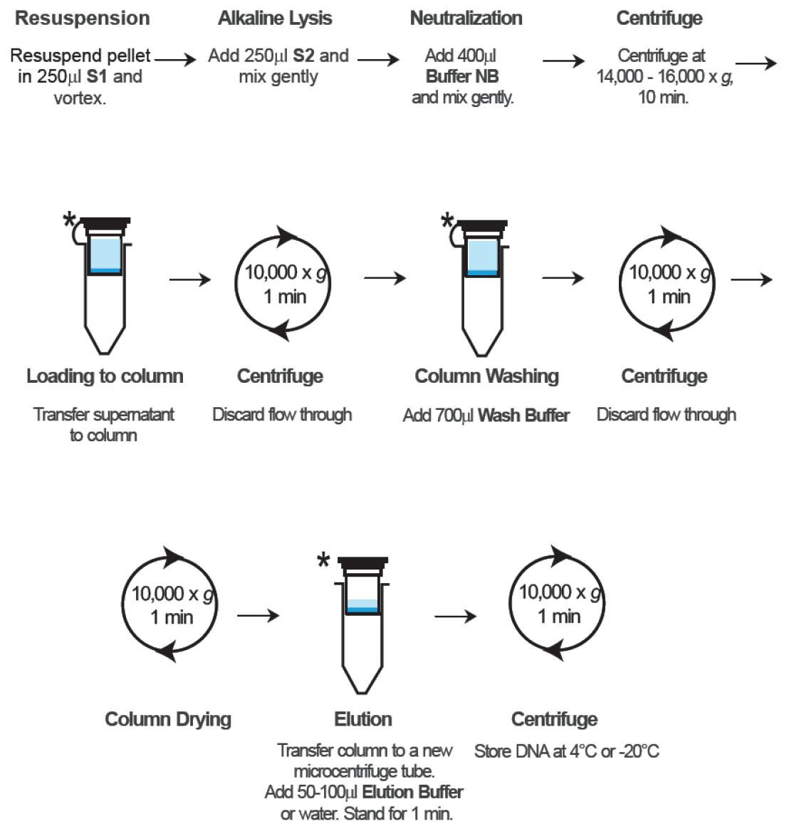 Plasmid DNA Purification - GeneON BioScience