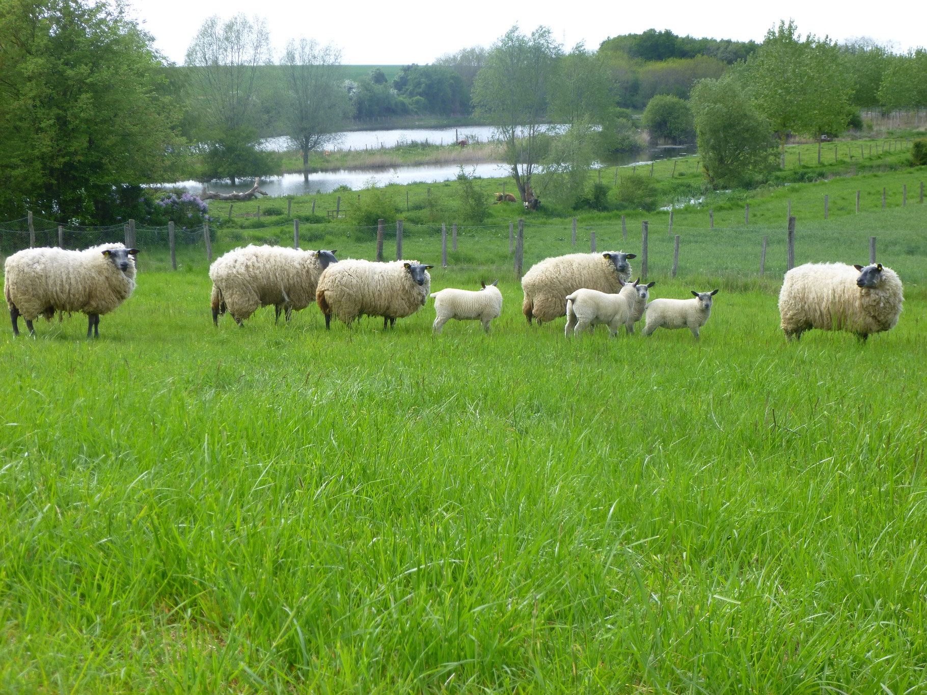 Mouton Bleu du Maine - Ferme des Tresseaux | SITE OFFICIEL