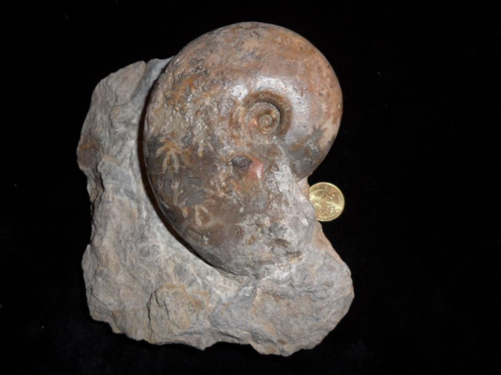 Phylloceratidae - Hettangium-Ammoniten, Hettangian Ammonites ...