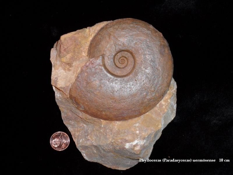 Phylloceratidae - Hettangium-Ammoniten, Hettangian Ammonites ...