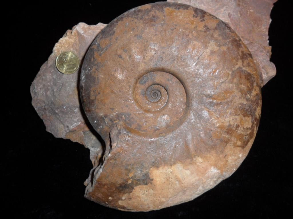 Phylloceratidae - Hettangium-Ammoniten, Hettangian Ammonites ...