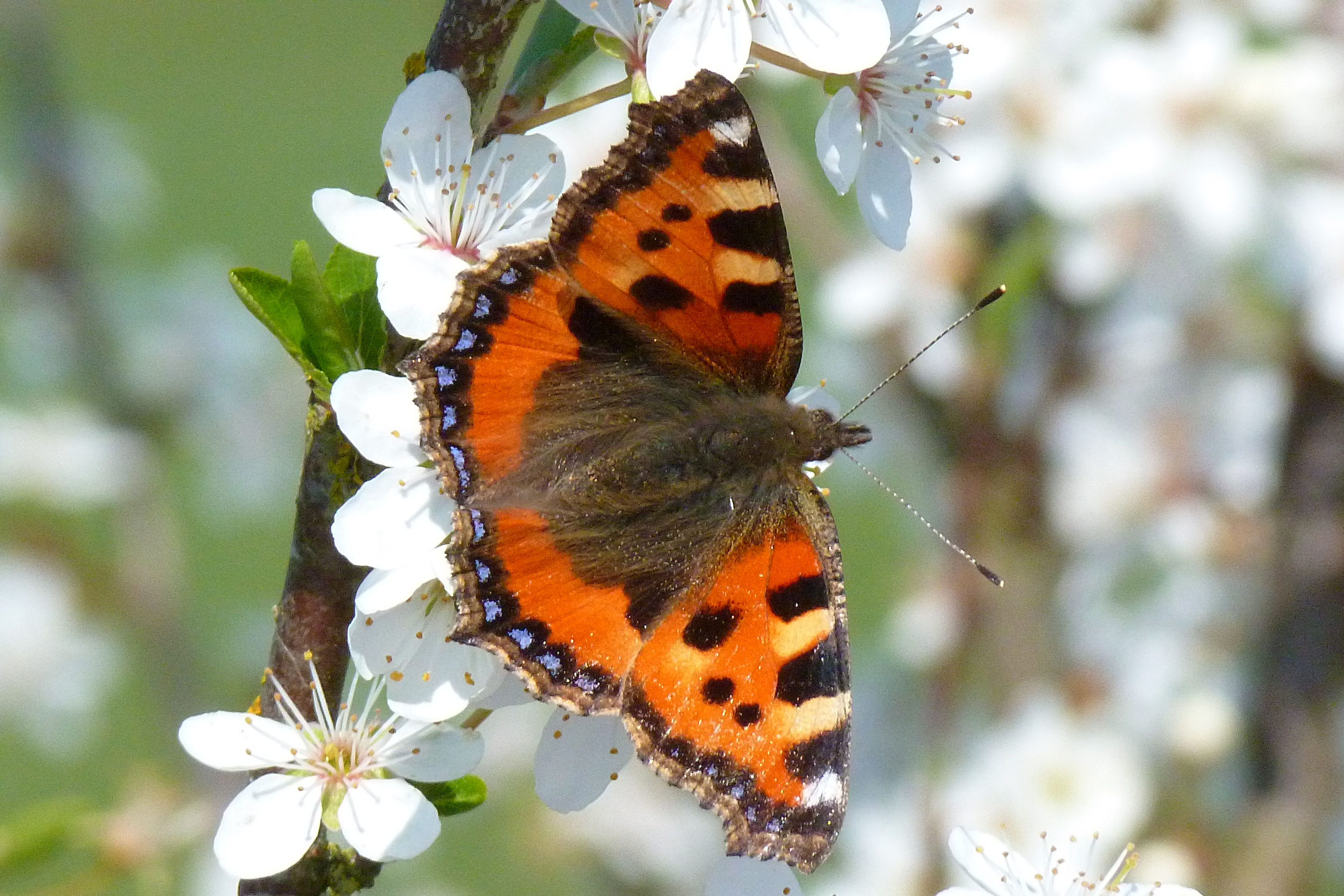 Ein besonderer Tag - Autorin Renate Roos, Fachinger,Über allem steht ...