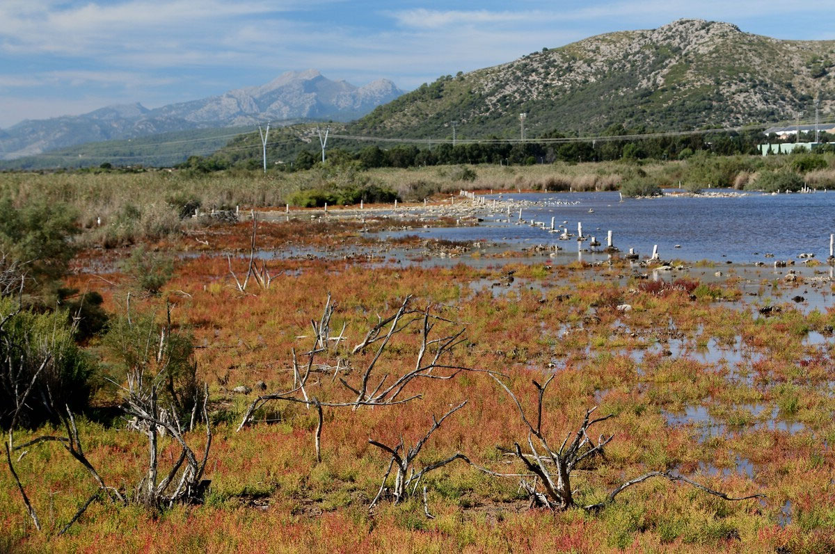 Reisebericht Naturpark S'Albufera de Mallorca - Brennis Reisewelt