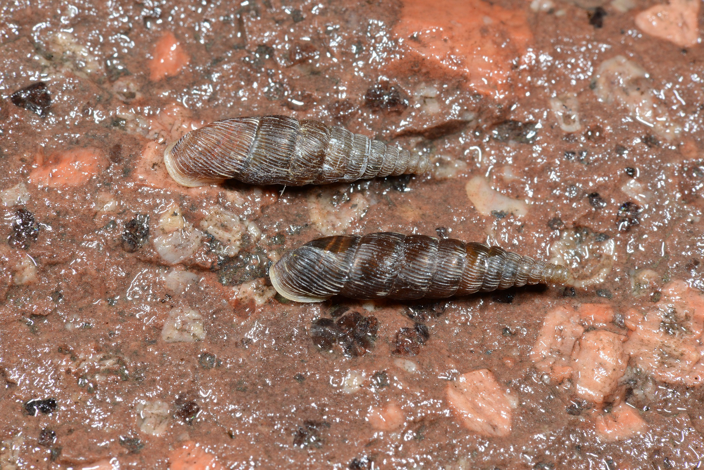 Weichtiere - NABU Ortsgruppe Winsen (Luhe)