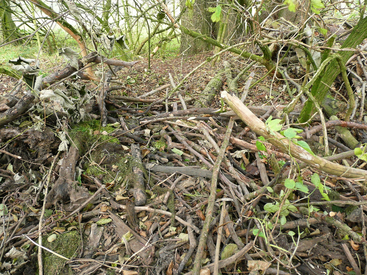 Bibermanagement - NABU Ortsgruppe Winsen (Luhe)
