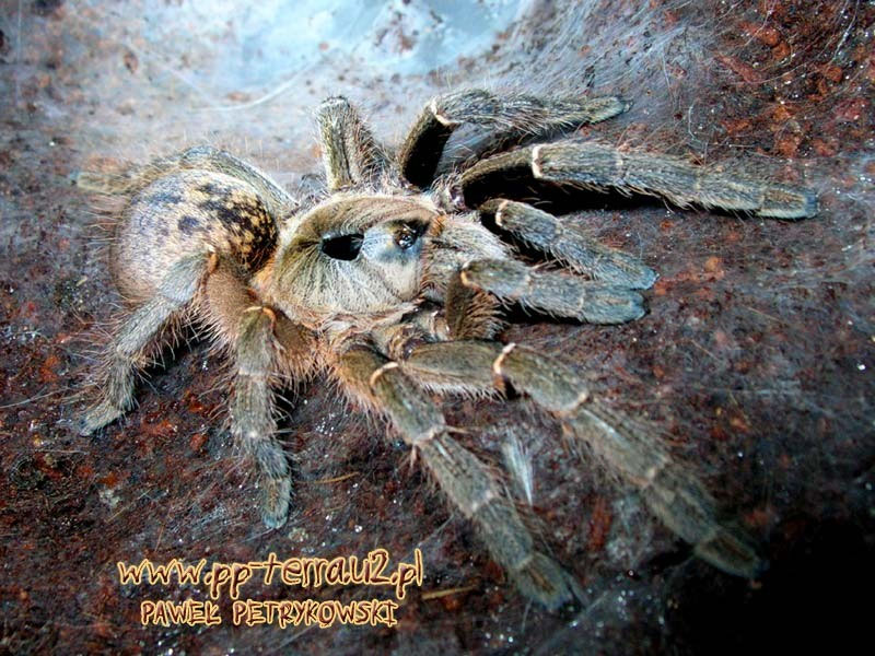 Ceratogyrus sanderi - Vogelspinnen mit Herz