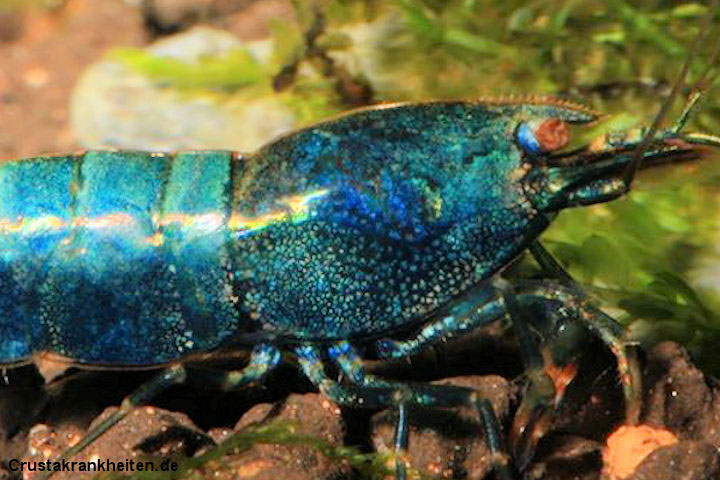 Krankheiten bei Garnelen - Aquaristik - Crustakrankheiten.de