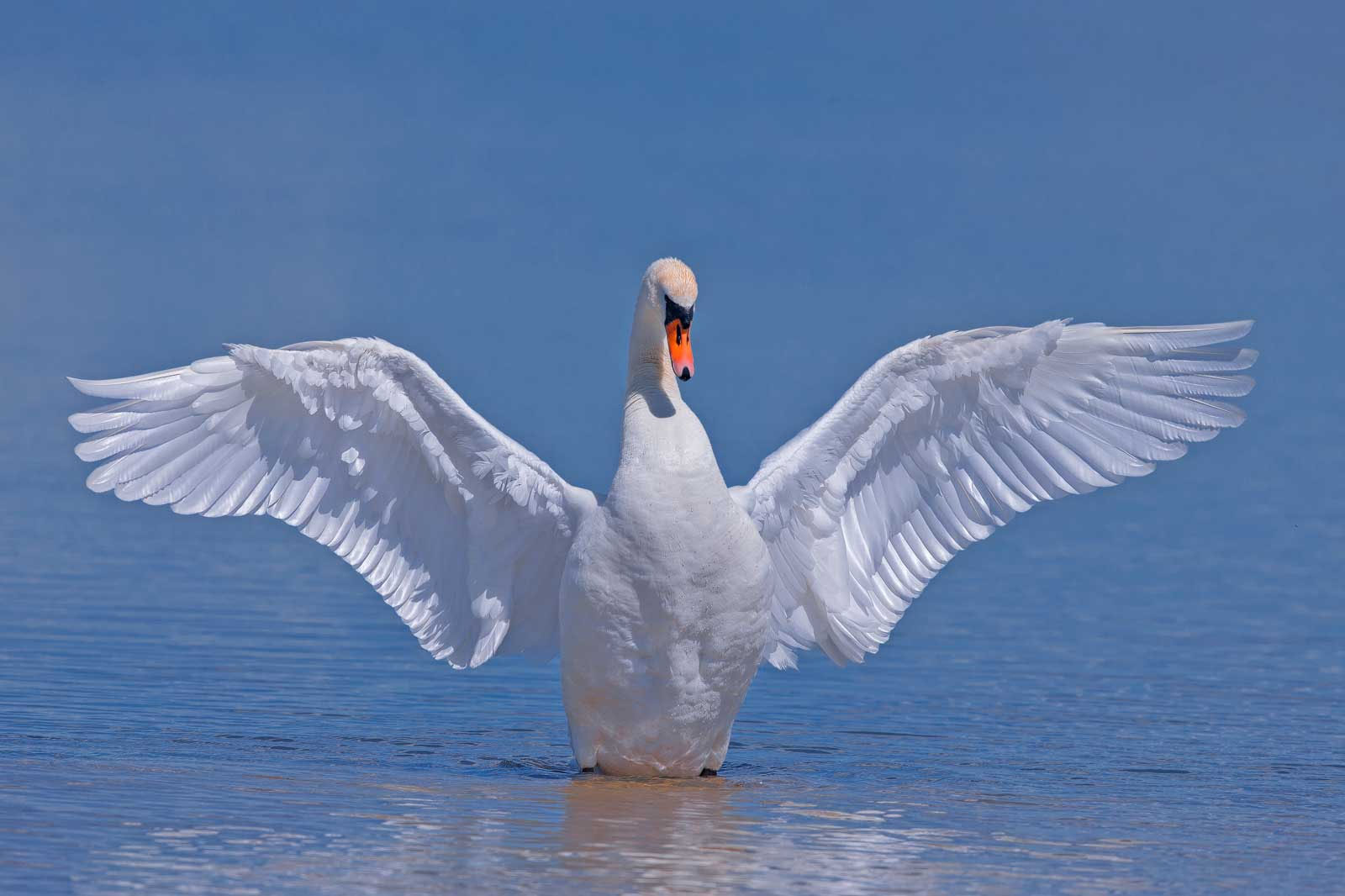 Höckerschwan (Cygnus olor) – Verbreitung, Biologie und Vorkommen in ...