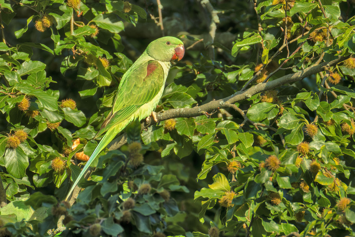 Alexandersittich - in Deutschland