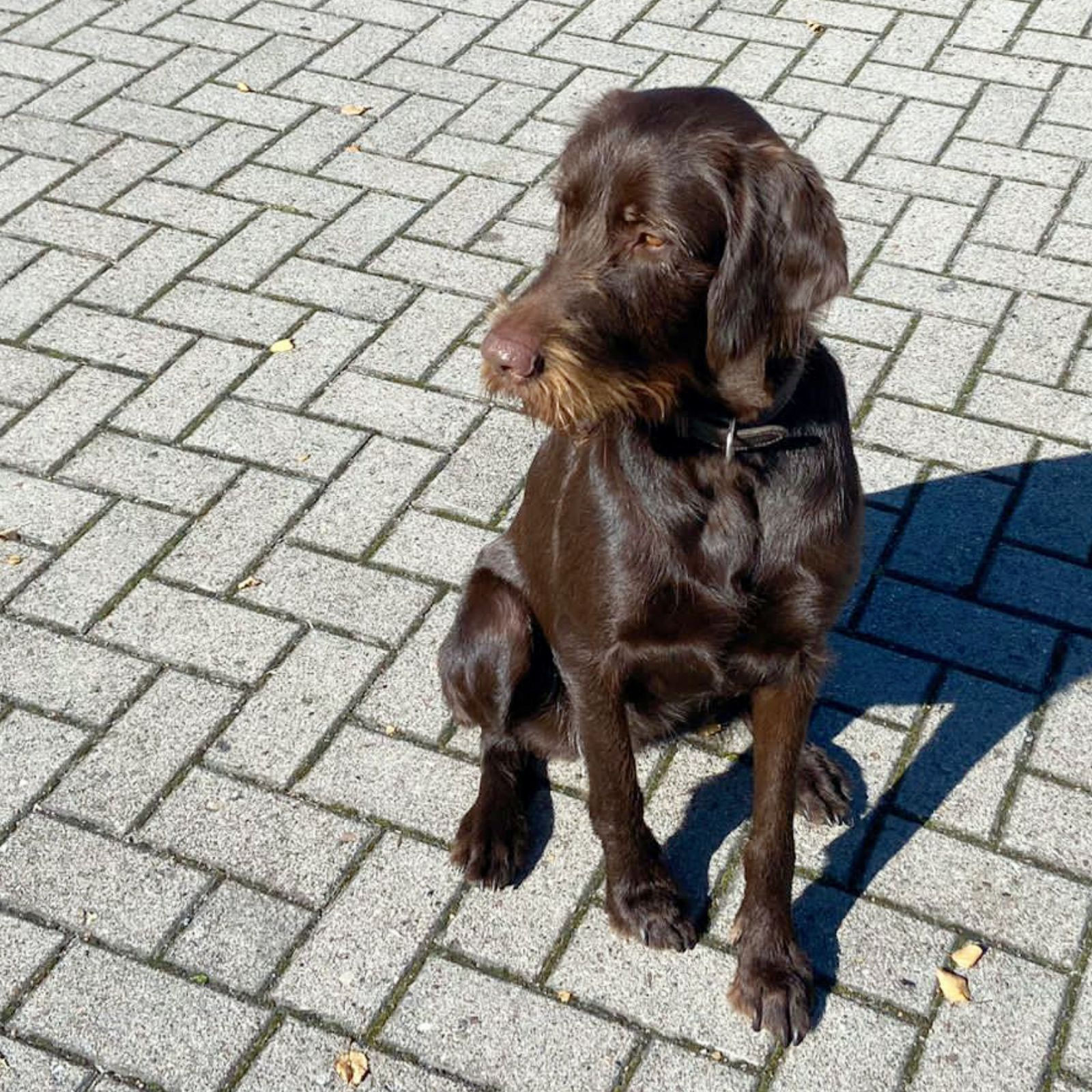 Adlerflieger's Diva - pudelpointer-in-bayerns Webseite!