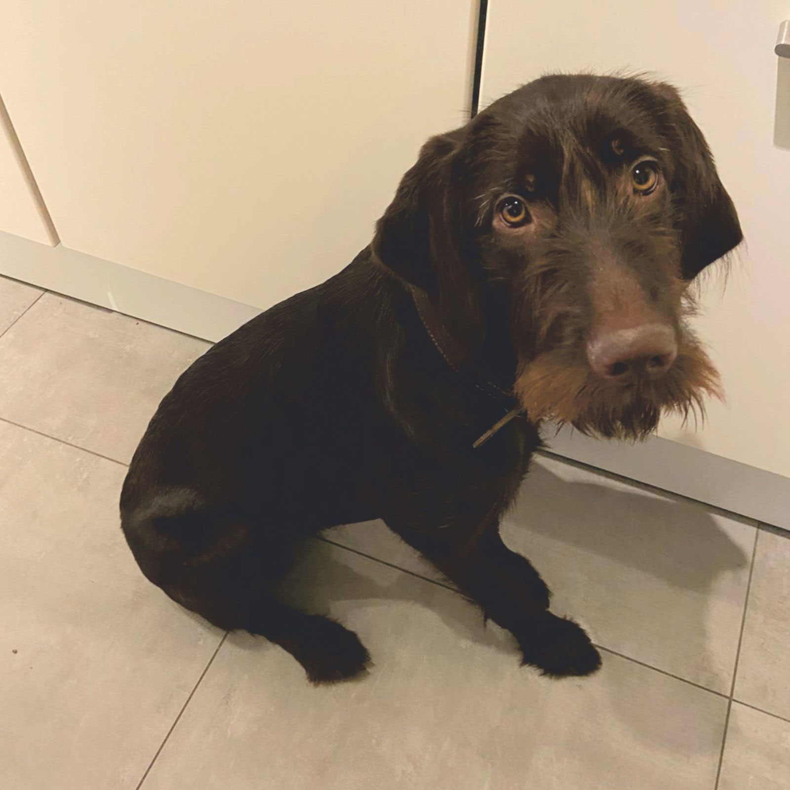 Adlerflieger's Dagomar - Pudelpointer in Bayern